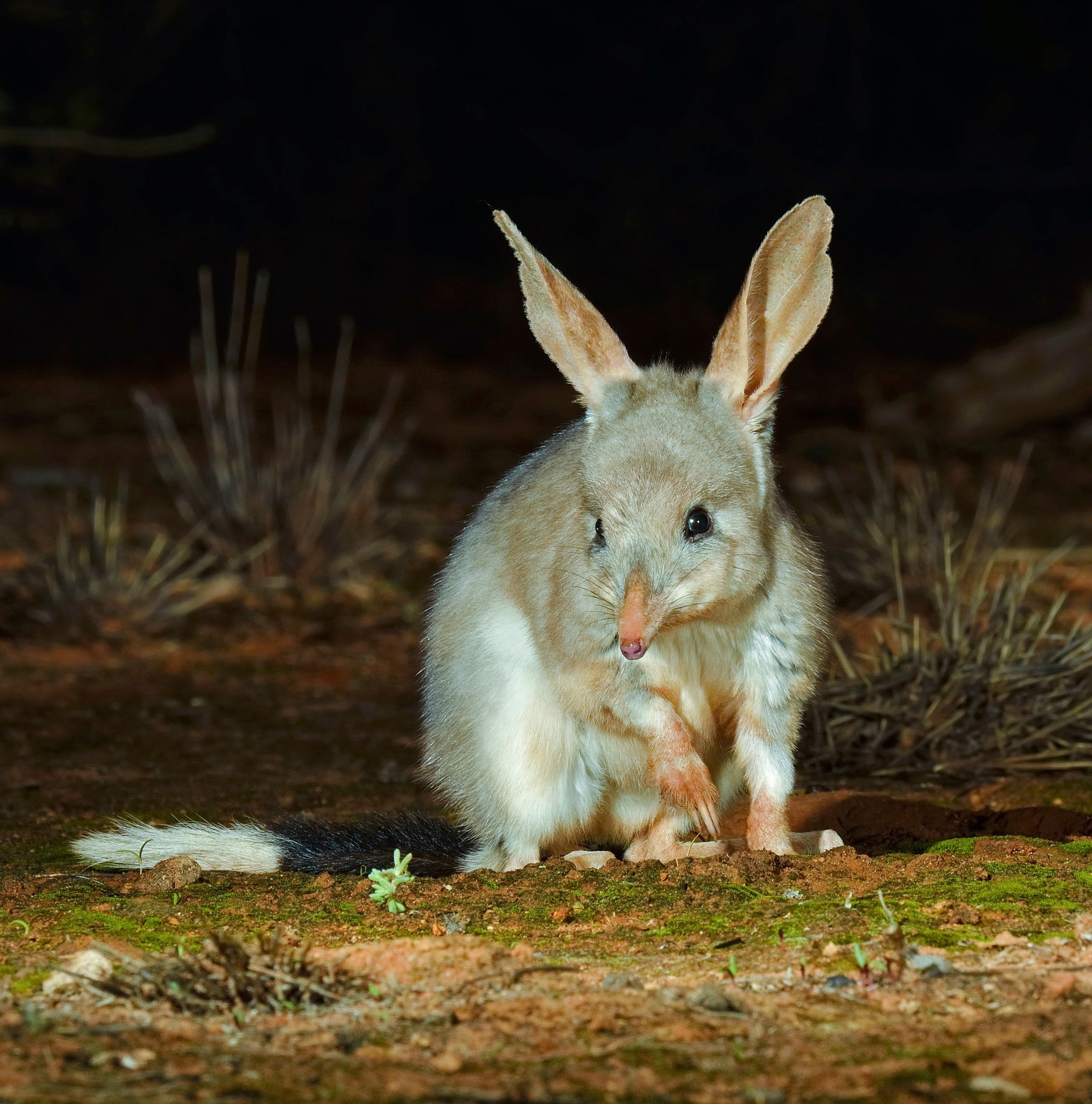 Help bilbies to bounce back | Australian Geographic Society