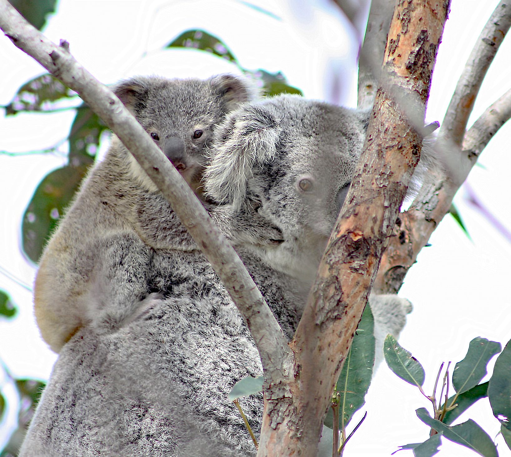 Seedlings of hope: help us plant trees for koalas | Australian ...
