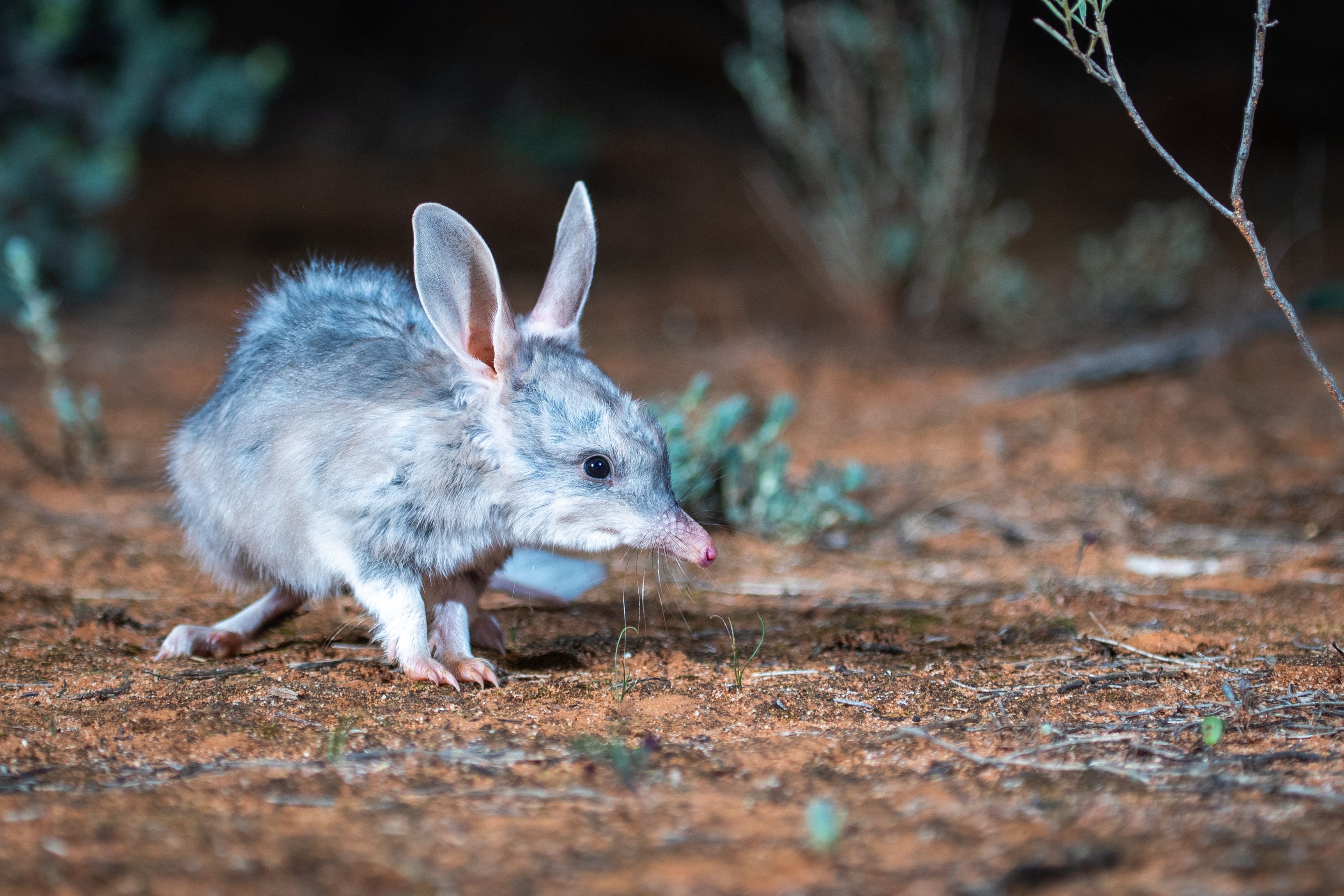 National Bilby Awareness Week | Australian Geographic Society
