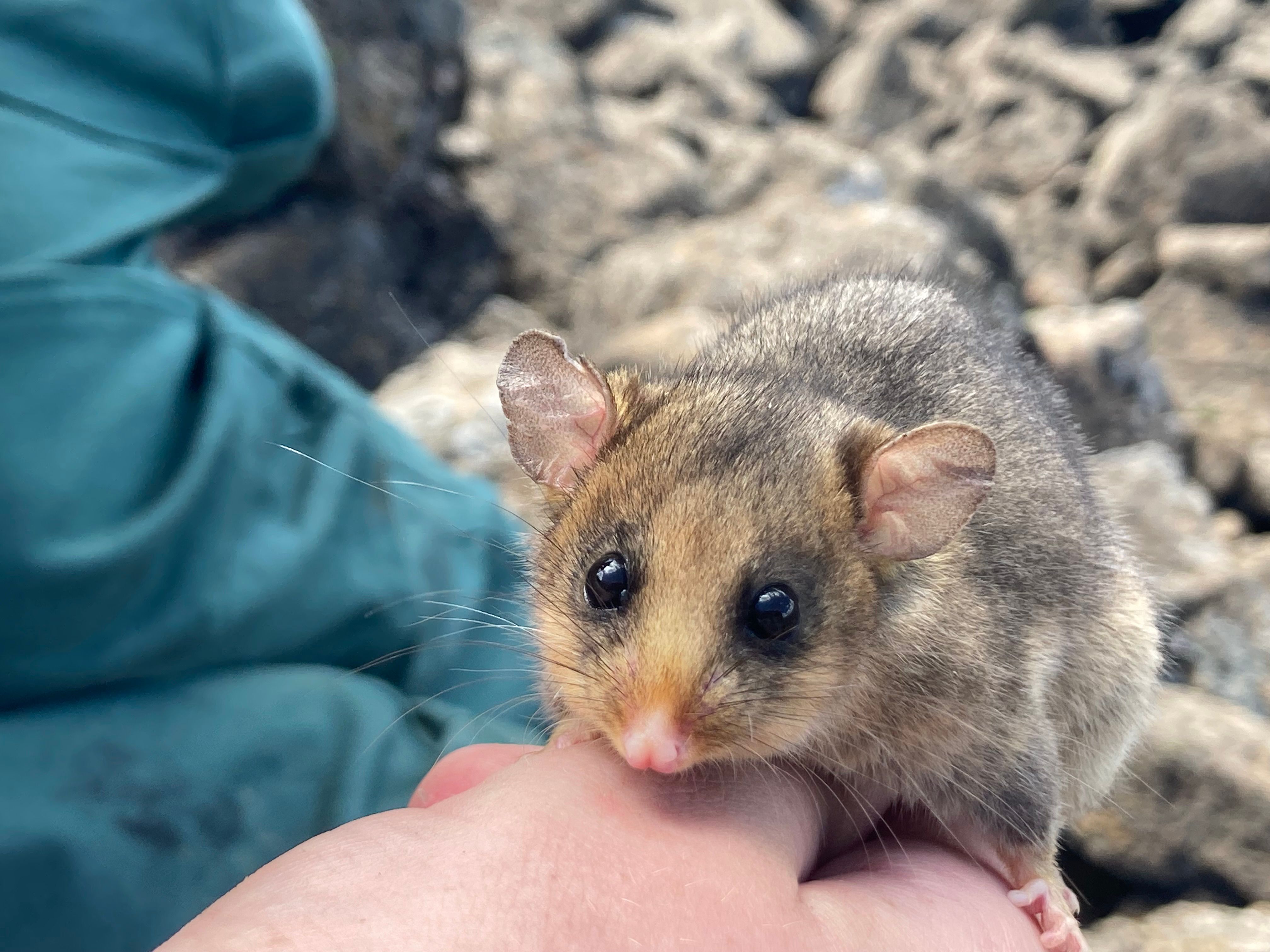 Help the mountain pygmy-possum | Australian Geographic Society