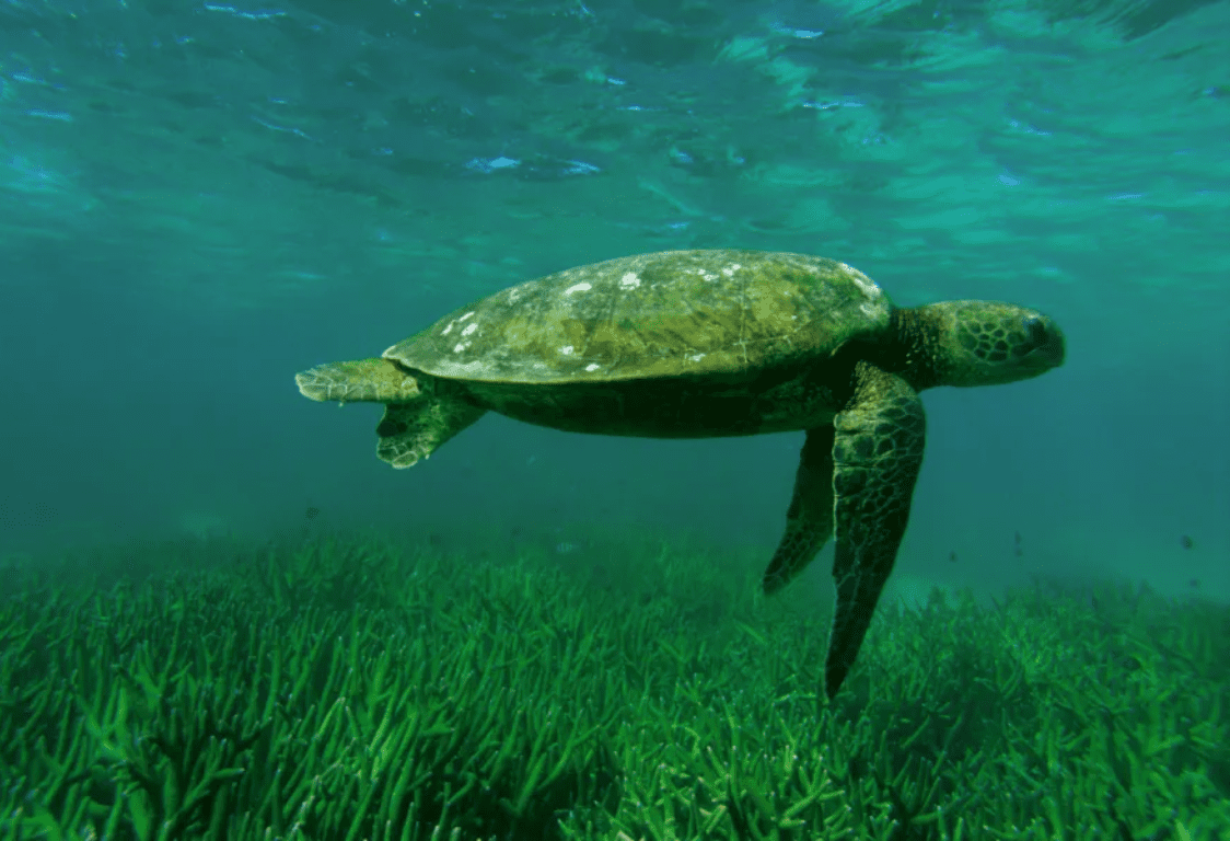 Help save the marine turtles | Australian Geographic Society
