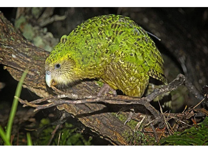 The enigma of the night parrot | Australian Geographic Society