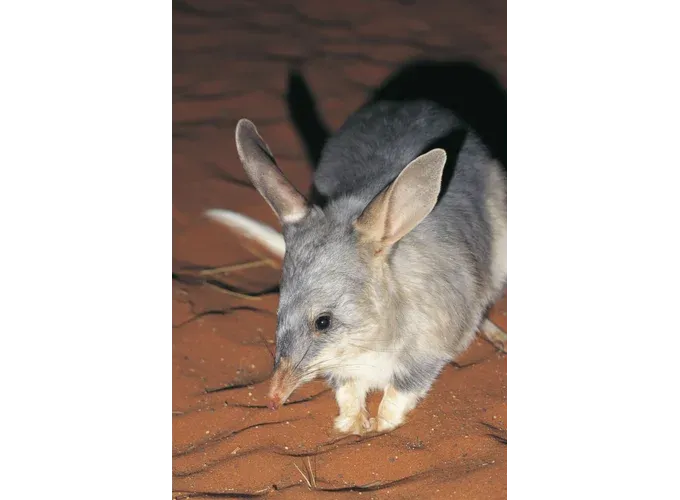 Save the bilby | Australian Geographic Society