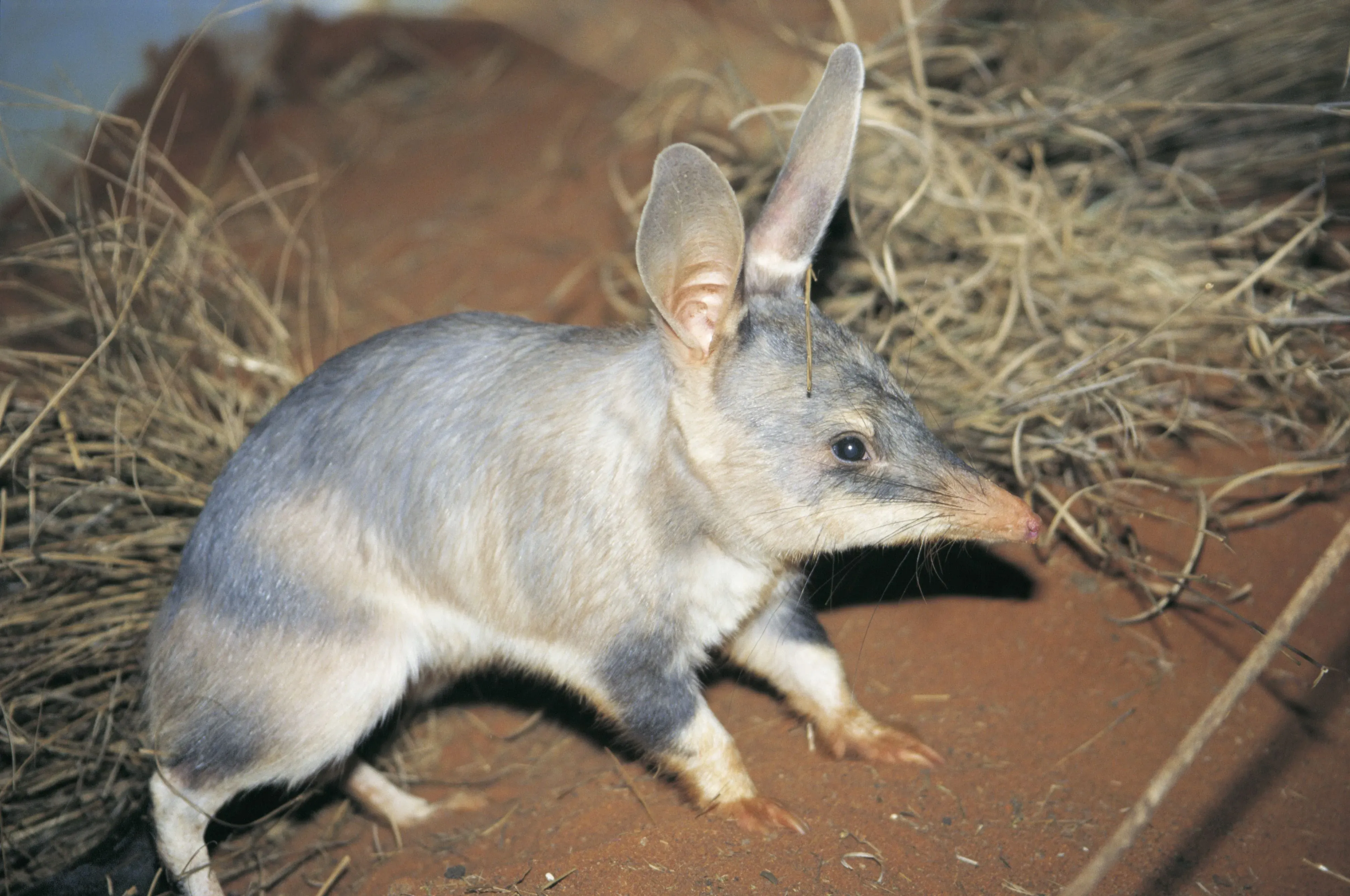 Save the bilby | Australian Geographic Society