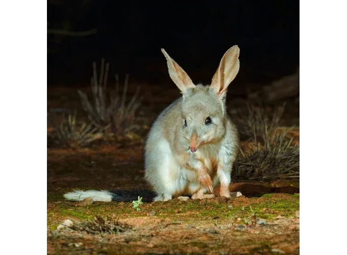 Rescuing an emblem | Australian Geographic Society