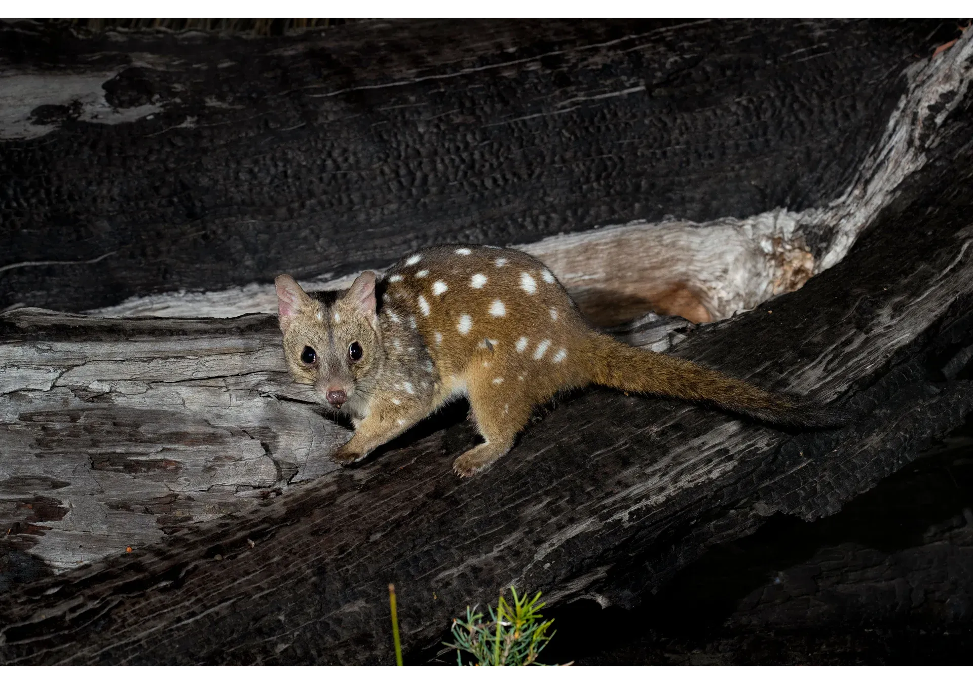 Rescuing the chuditch | Australian Geographic Society