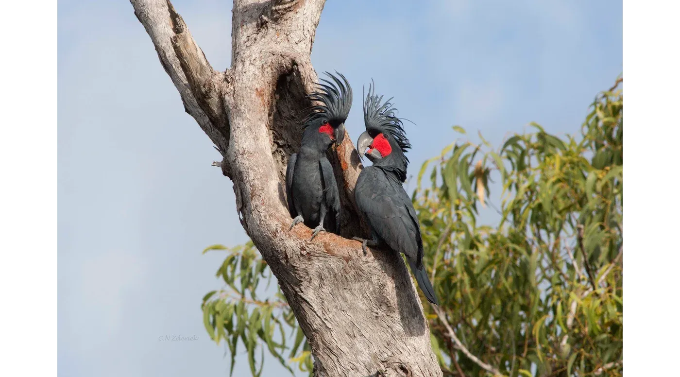 PALM COCKATOO BREEDING HABITAT RESTORATION — BRONZE TIER ($20,000 ...