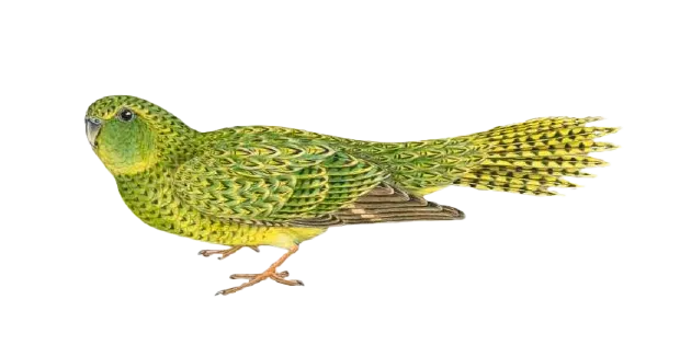 The enigma of the night parrot | Australian Geographic Society