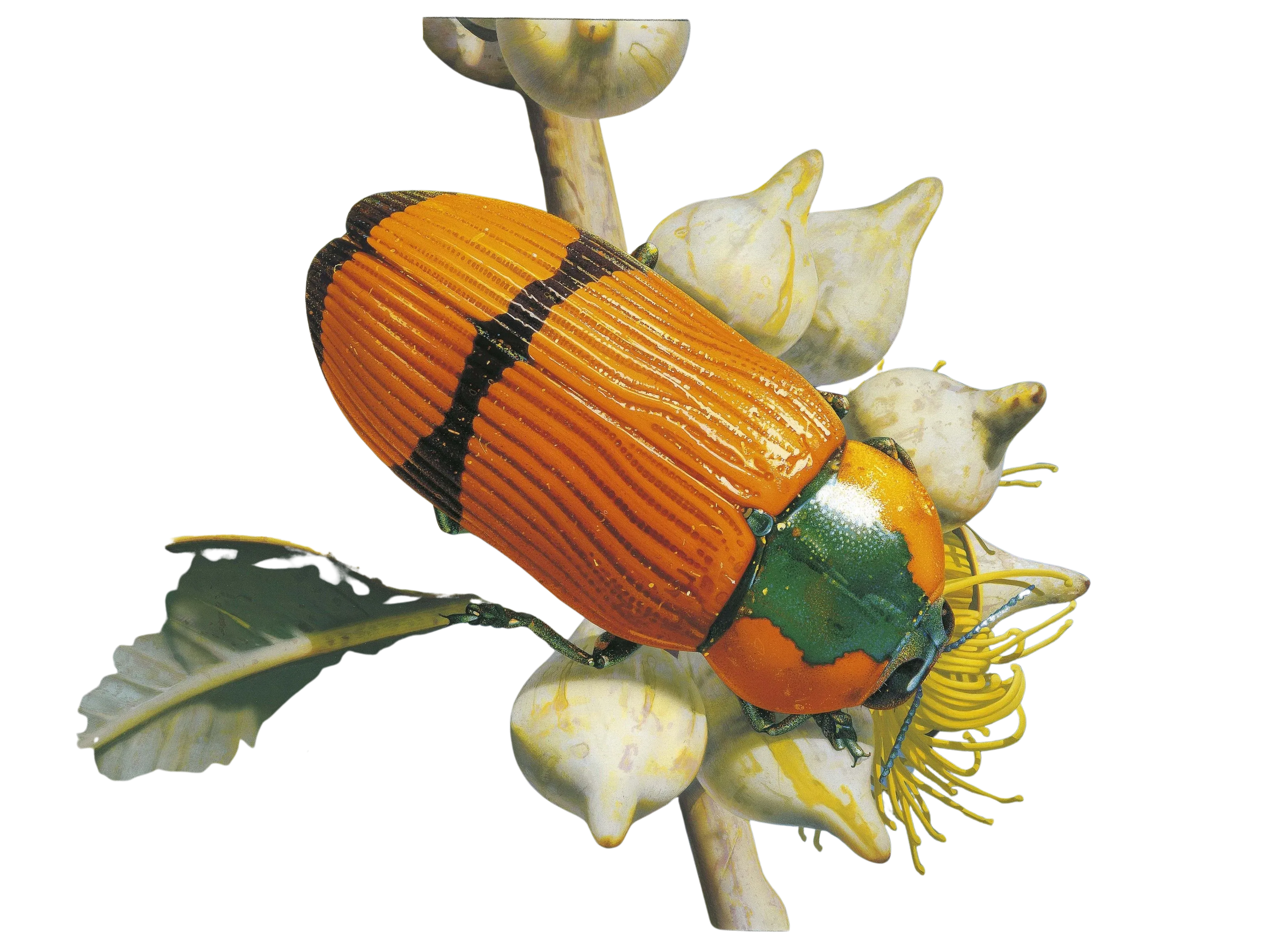 Bugs alive ! | Australian Geographic Society