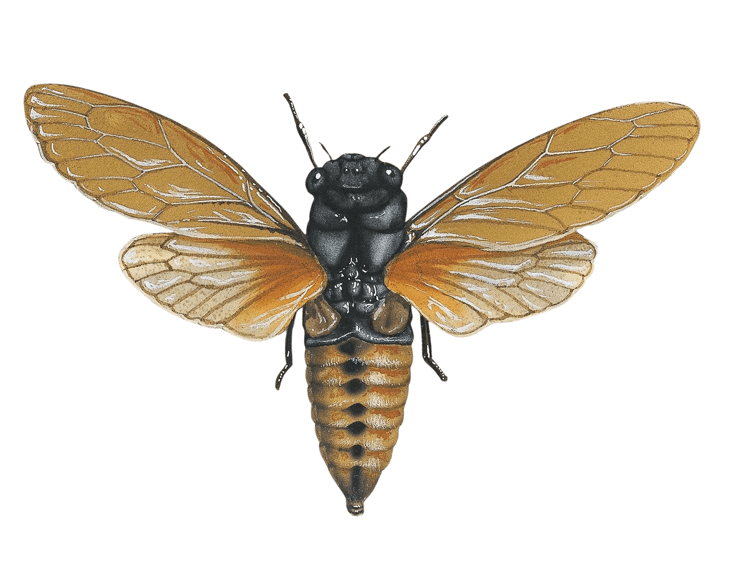 Join Bug Hunt today ! Help preserve Australia's biodiversity ...