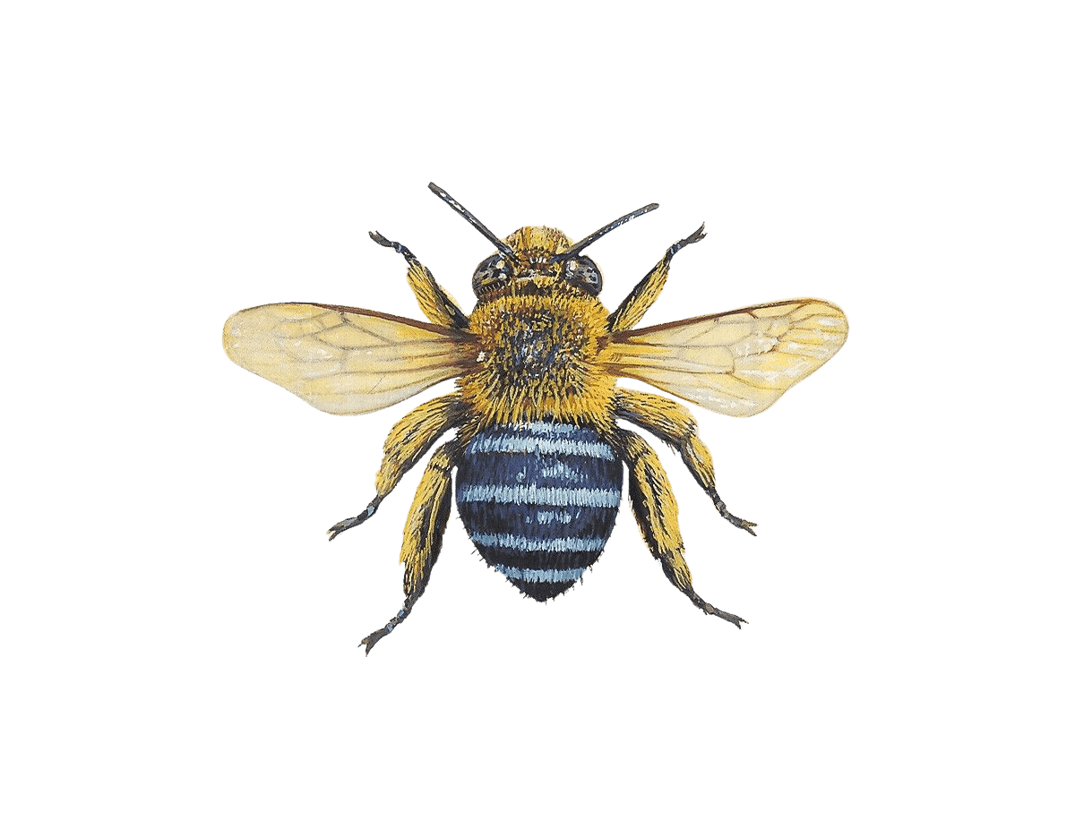 Join Bug Hunt today ! Help preserve Australia's biodiversity ...