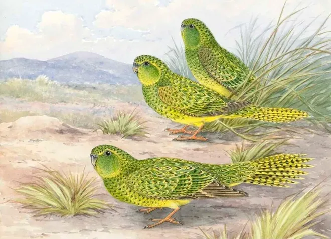 The enigma of the night parrot | Australian Geographic Society